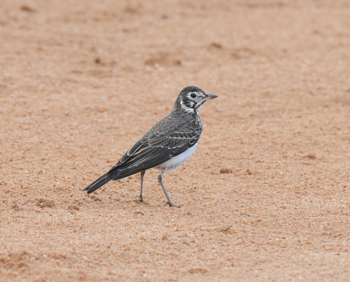 ZOOTHERA BIRDING BLOG: May 2014