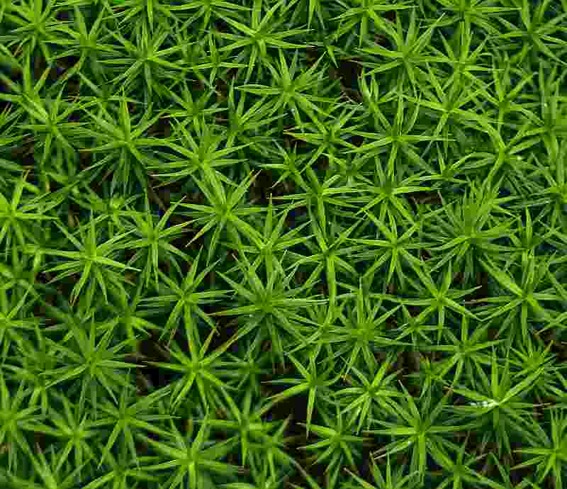 Naturwunder ...: Sternmoos