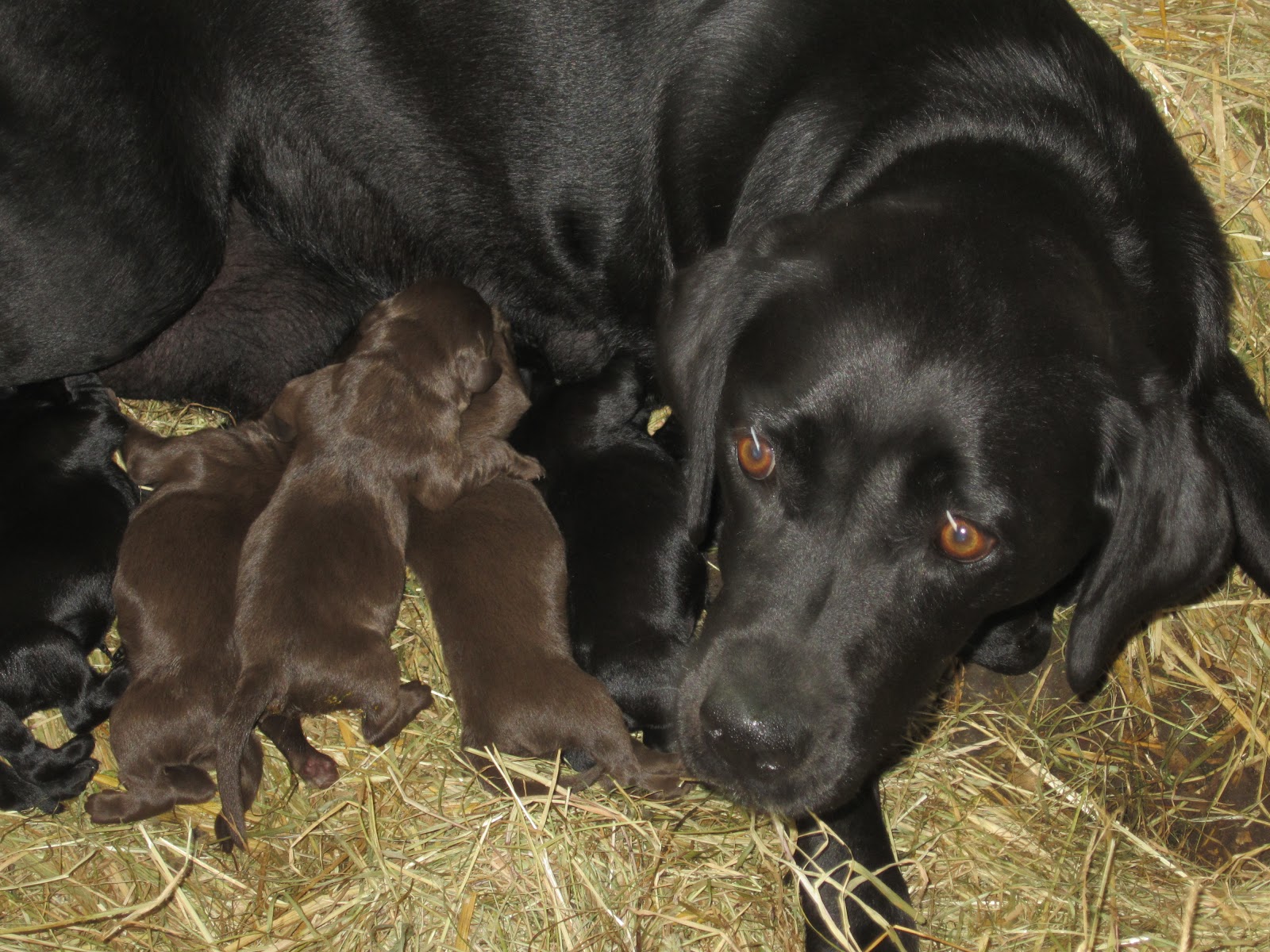 Life on a Welsh Farm: New Litter of Labrador Puppies