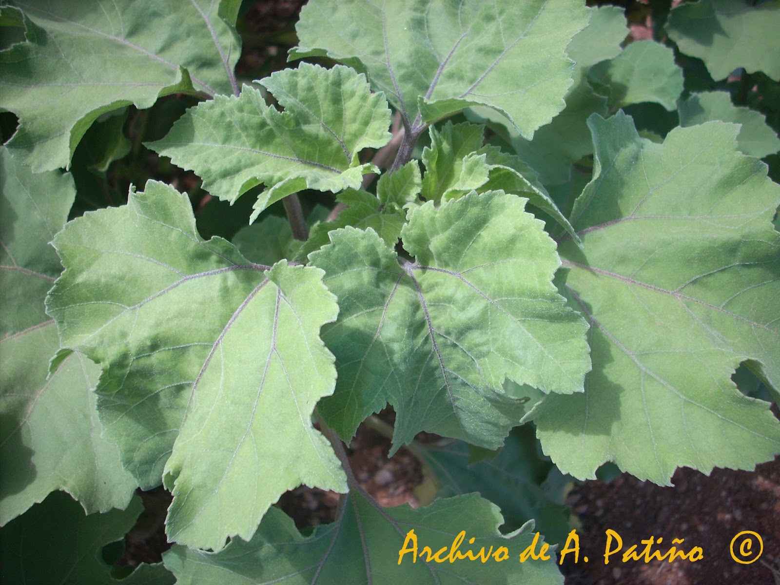 Flora silvestre de Miguel Esteban : PLANTAS QUE EMPIEZAN POR C