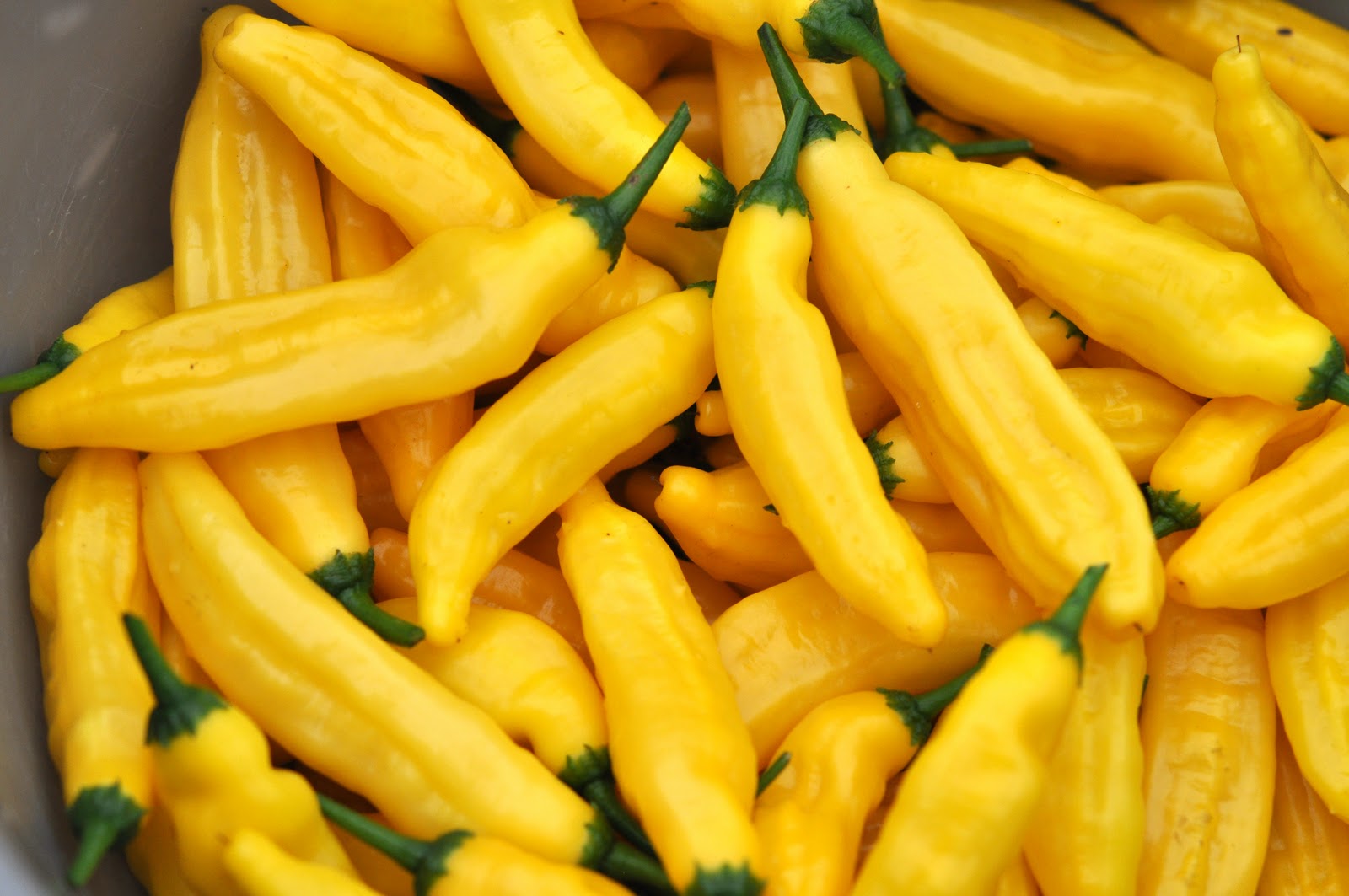 Frøskuffen: Chili salt.