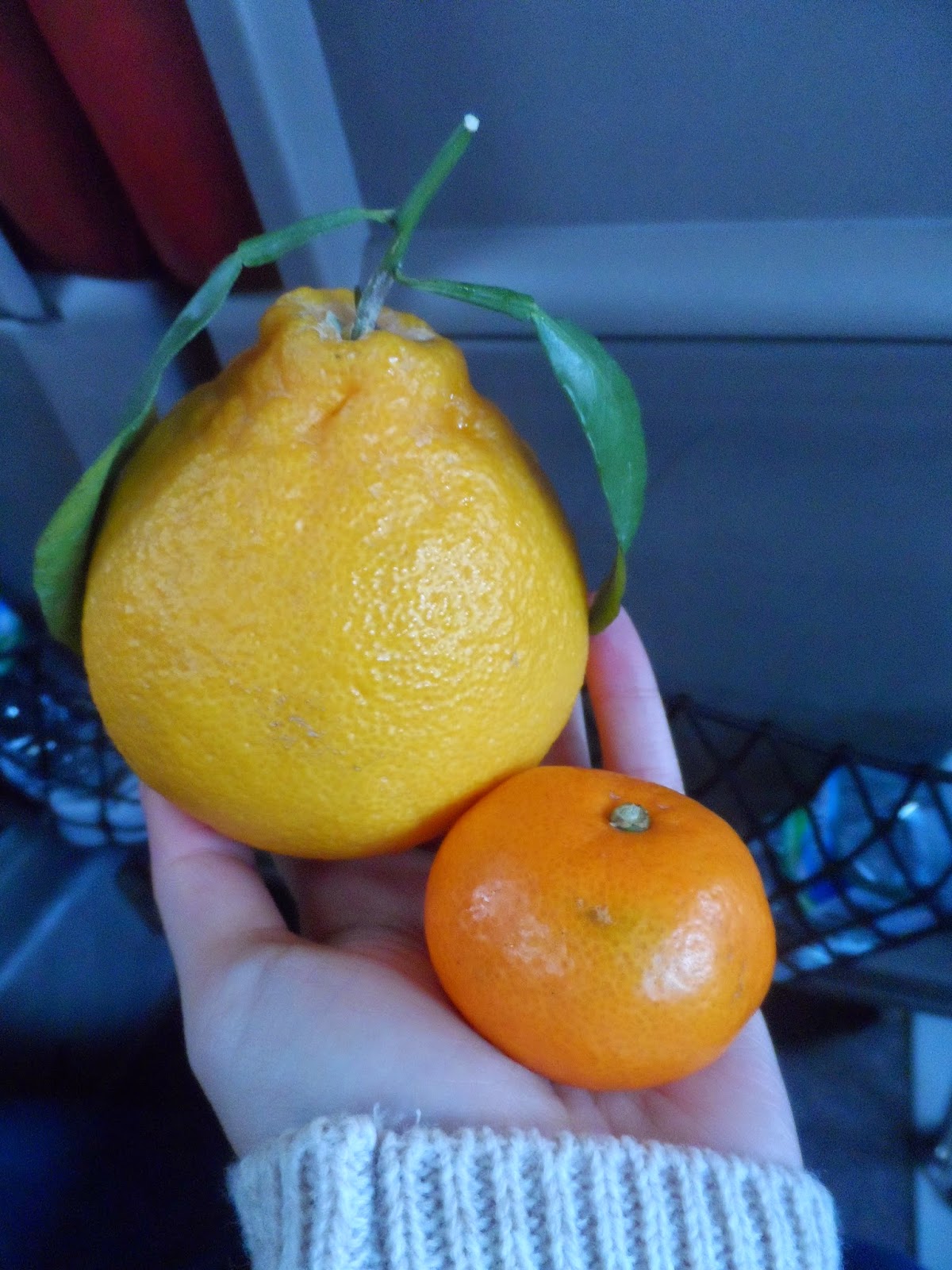 Of Flora & Folklore: 한라산의 한라봉 - Hallasan's Hallabong