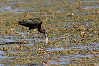 Fotografía y Naturaleza en Doñana: Morito común (Plegadis falcinellus)
