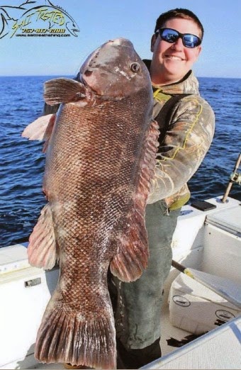 Big Fishes of the World: TAUTOG (Tautoga onitis)
