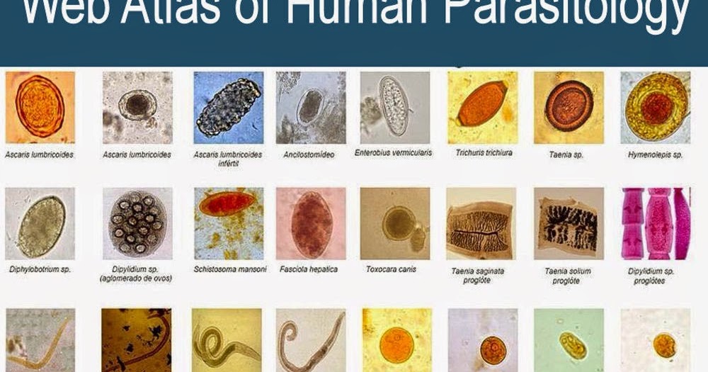 Medical Laboratory and Biomedical Science: Web Atlas of Human Parasitology