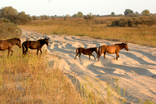 CRISTIAN NISTOR: CAI SALBATICI PE DUNELE DE NISIP IN DELTA DUNARII