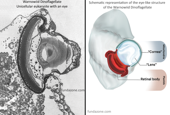 Ideaz : Unicellular Eye found in a Dinoflagellate Warnowiid - iCell