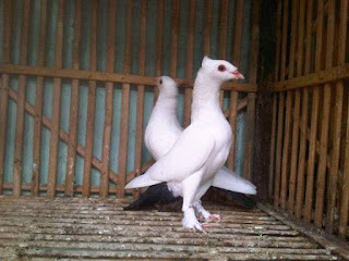 jenis jenis merpati lokal endemik indonesia | Pawiro Bird Farm | Dove ...