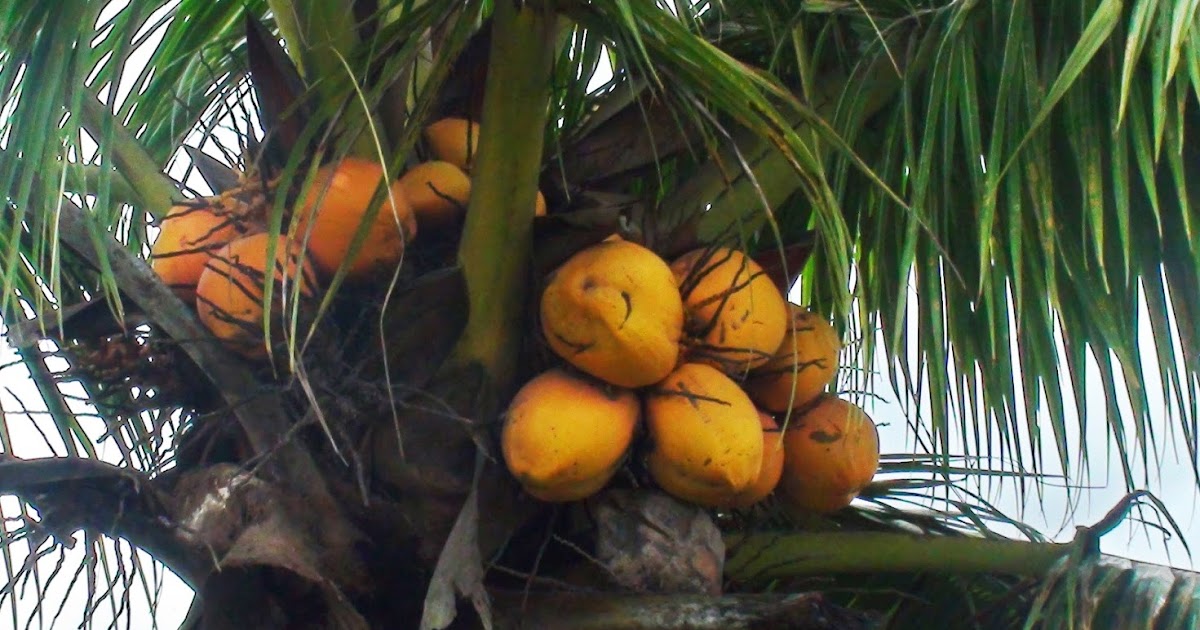 Coconut planting material for the Pacific region: Varieties and palms ...
