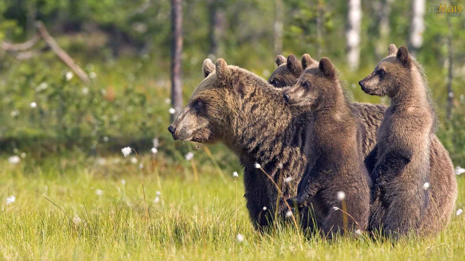 Natureza: Urso Pardo