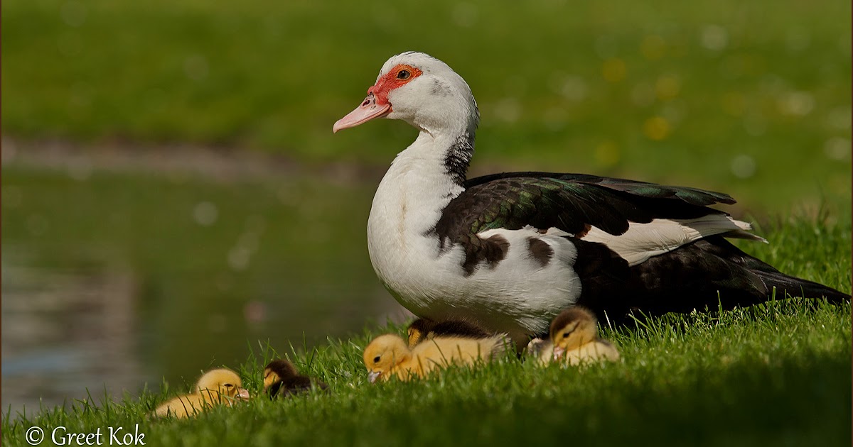 Foto`s van Greet: Muskuseendjes