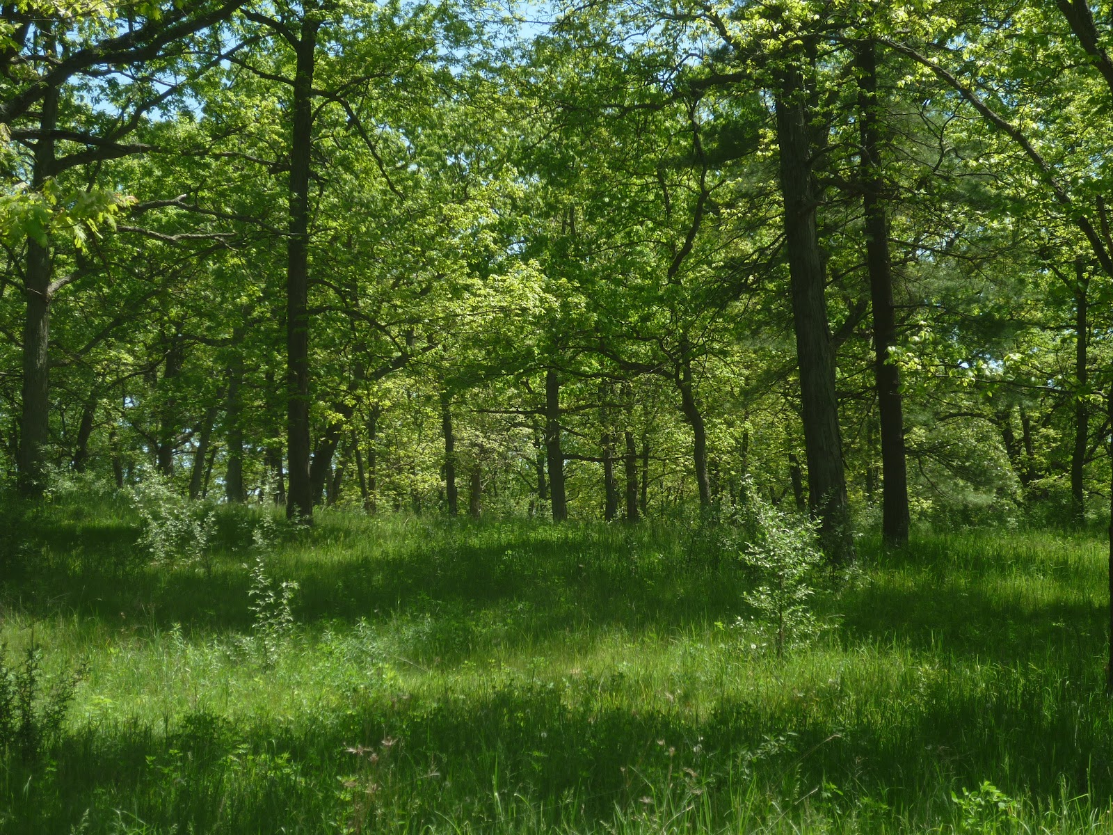 American voyages: Oak Savannas of Southeastern Michigan: A Reminder of ...