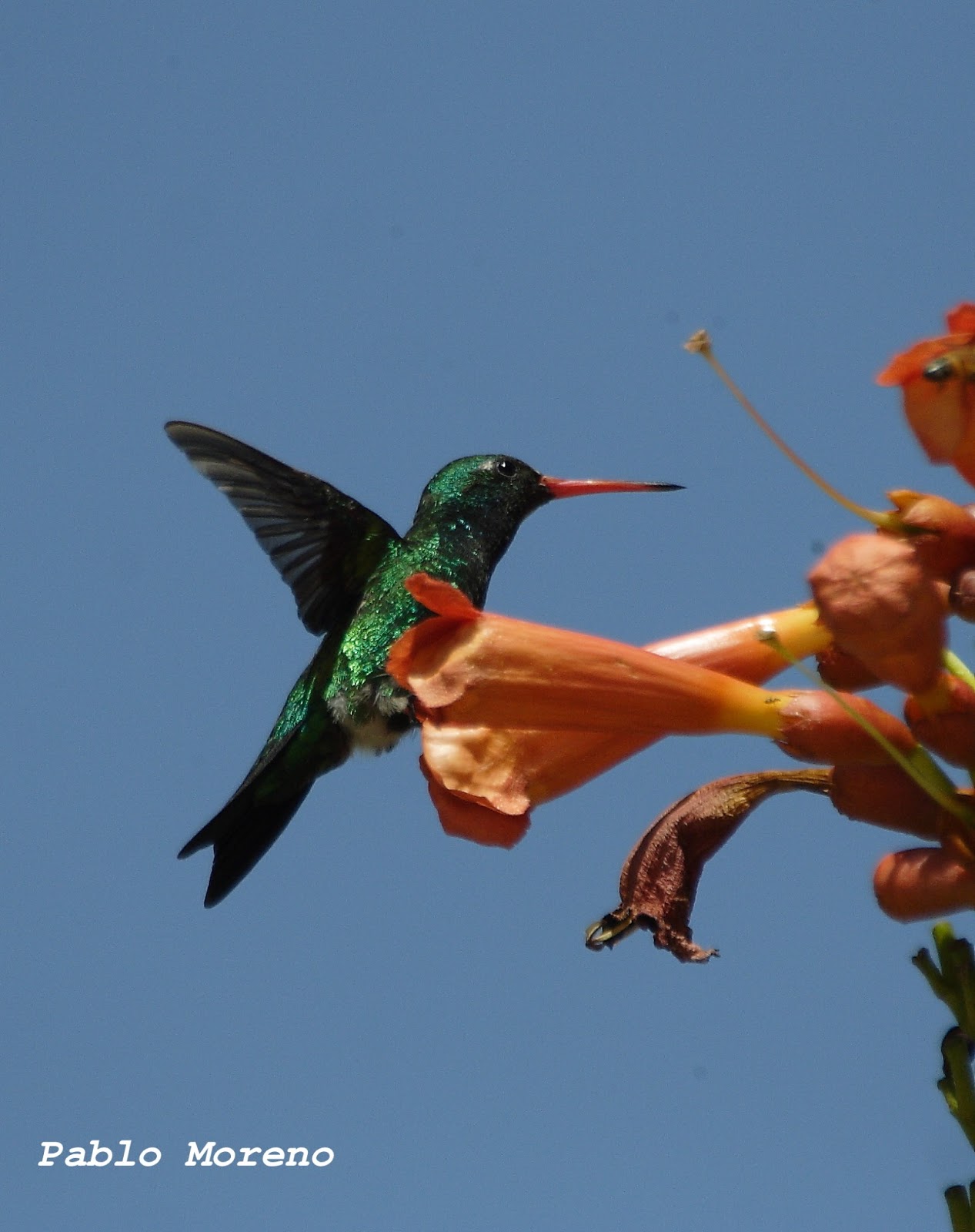 Aves de Mendoza: Picaflor comun(Chlorostilbon aureoventris)