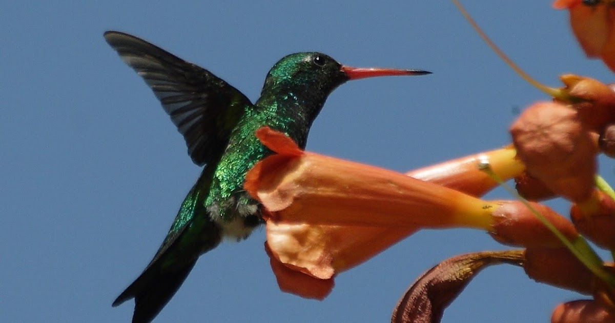 Aves de Mendoza: Picaflor comun(Chlorostilbon aureoventris)
