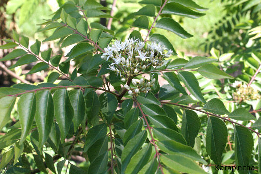 Herbal plants of Sri Lanka: 12/02/16