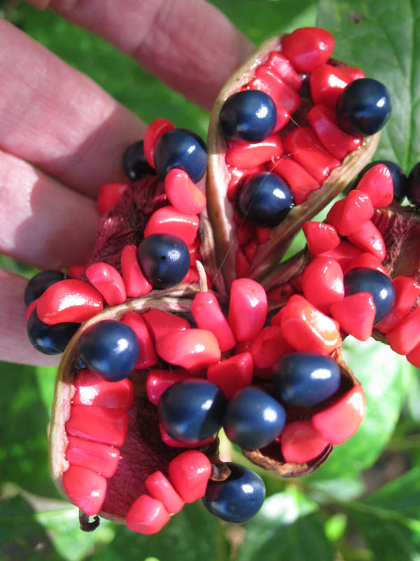Pokeytown Kim: Seed pods in Fall