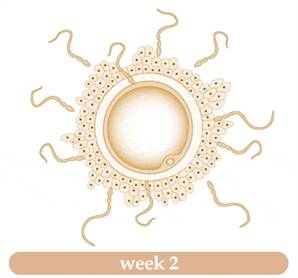 Signs Of Pregnancy : Second Weeks Advices