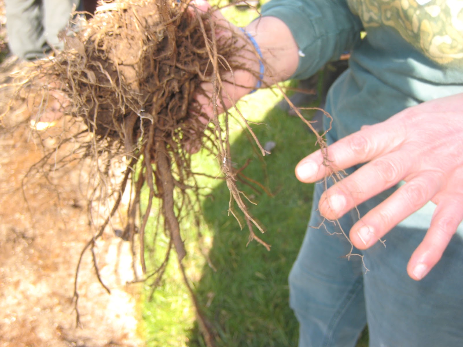 How to Make Fresh Echinacea Purpurea Tincture | INDEX OF HERBAL