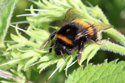 Vliegende Insekten: Bijen, Hommels en Wespen