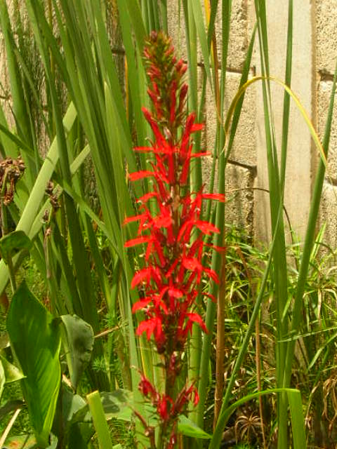 PraderasdeAgua: OTRAS PLANTAS