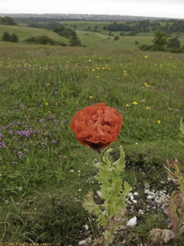 Postcards from Sussex: Dark Green Fritillaries