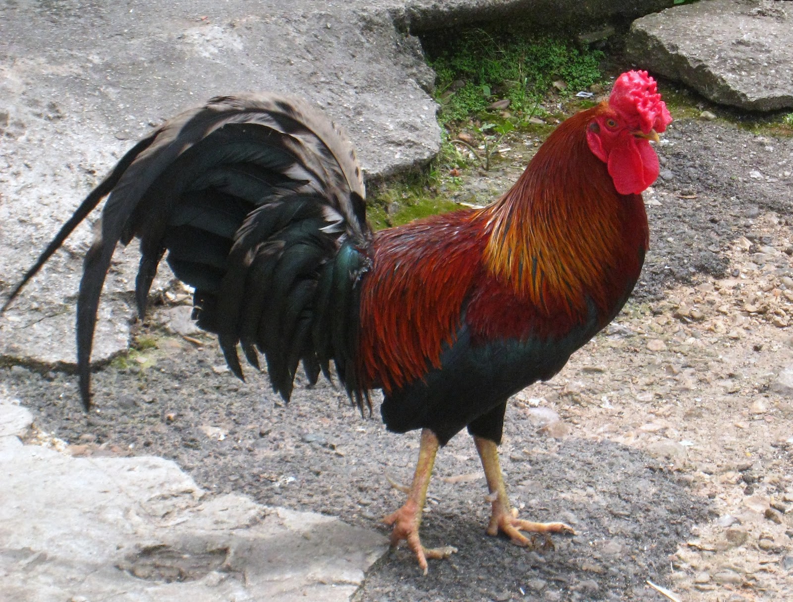 Primera Mano: Peace Corps Experiences in the DR: Why the Cock Crows