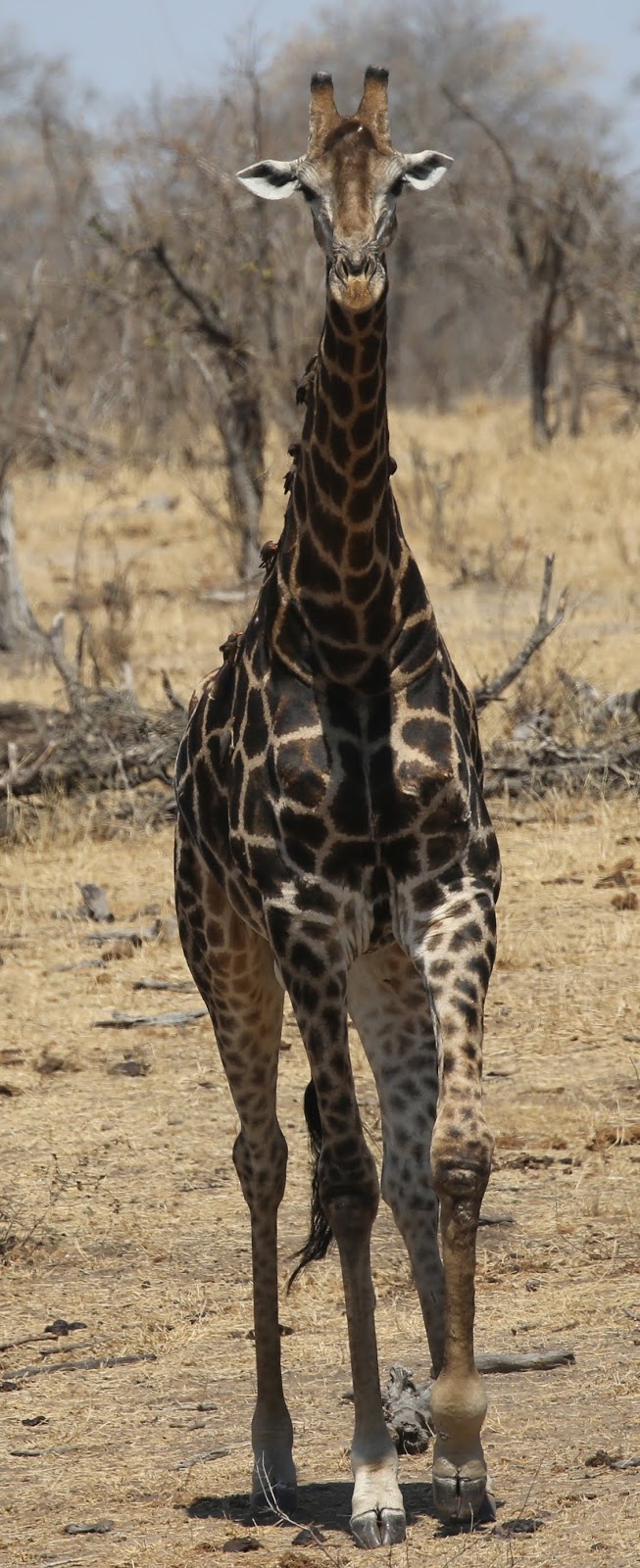 Worldbirder: Clare & Rowan's Africa trip!