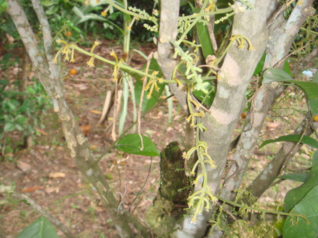 Padang Jawa - Masih Ku Ingat, Dulu Lain Sekarang Lain: Cemperai - Jenis ...
