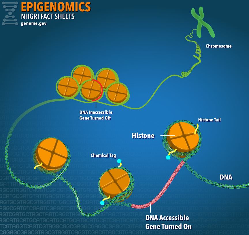 Epiphany: Gene Primer for people interested in Autism