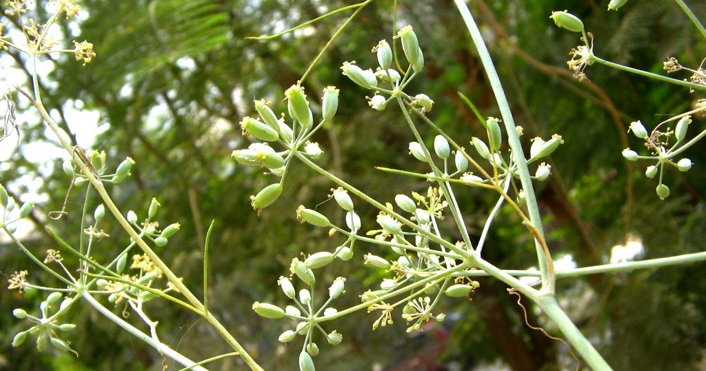 AnnaParabrahma: Growing Badishep