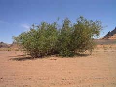 فن الخشب wood art: شجرة الأراك Arak tree