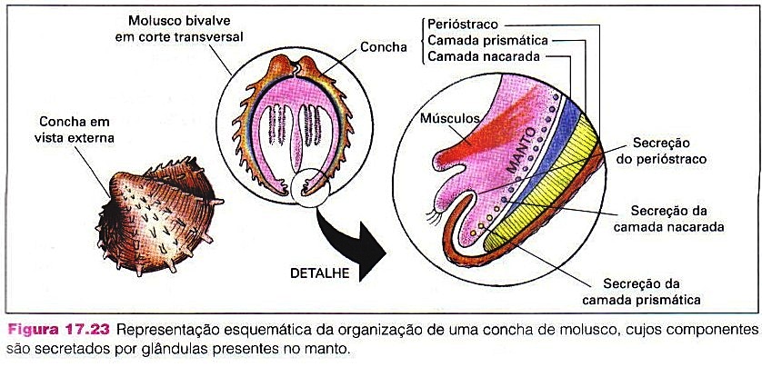 Cheiro de Bicho: Ostras