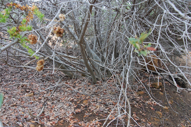 A California Native Plant Garden in San Diego County: Chaparral and ...