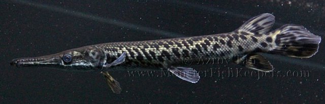 Mahamaya Hiko: jenis-jenis GAR fish (ikan aligator)