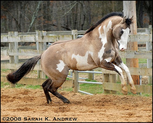 Hope and Horses: Horse Color Genetics: Overo and Lethal White Syndrome