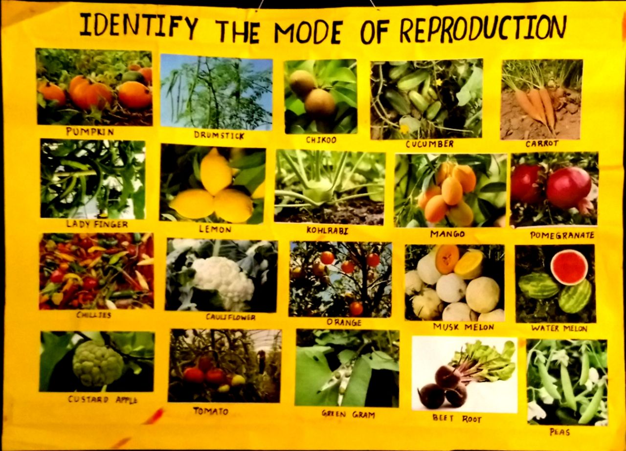 Splendid Science: Teaching Aids