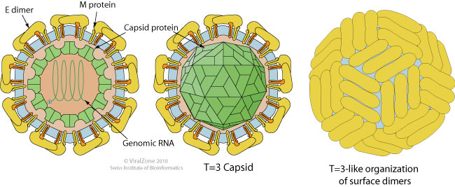 Stuart's Science: From nowhere to everywhere - Zika virus