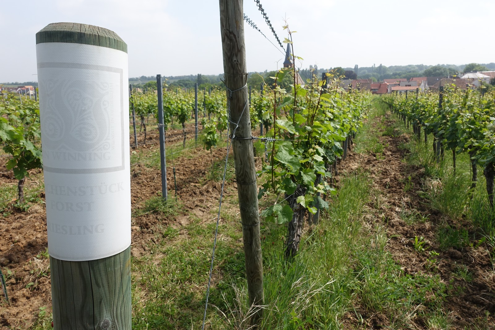 schiller-wine: Impressive Vineyard Tour and Tasting at Weingut ...