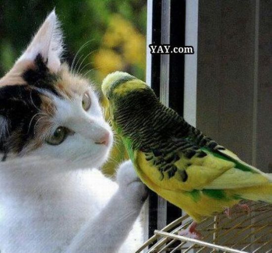 YAYdotcom: Kucing Dan Sahabatnya Burung (5 gambar)