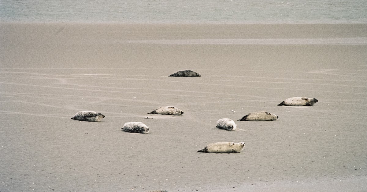 Fotografie auf Film: Seehundbänke vor Baltrum, Fischer in der Accumer ...