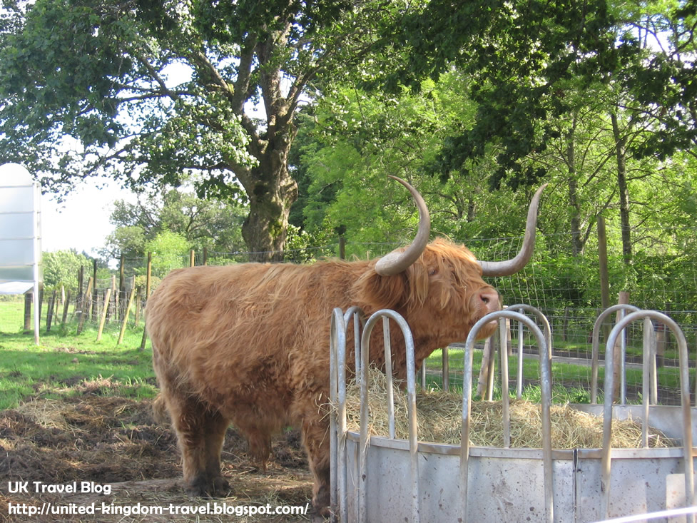 Hamish, The Highland Bull - The Globe Trotter