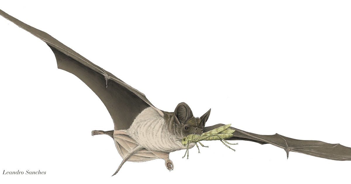 Argentina nativa: Moloso común (Tadarida brasiliensis)