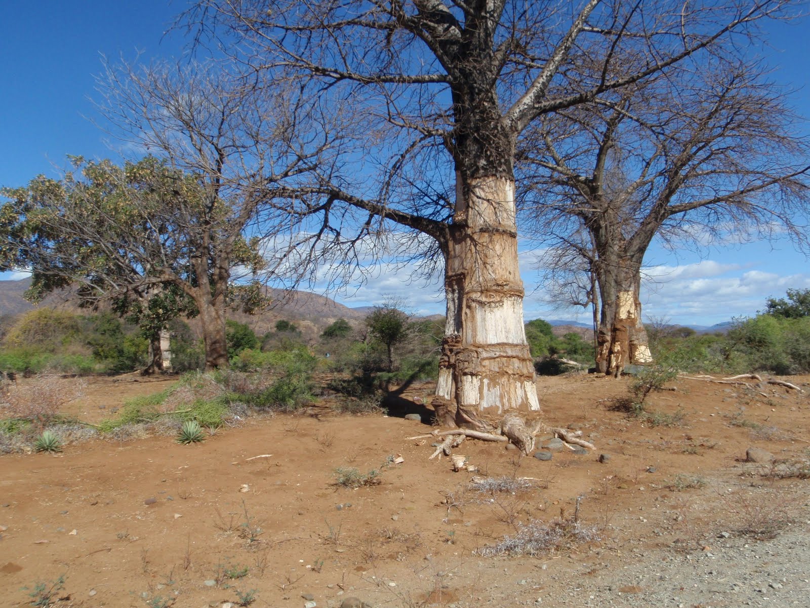 Xtremehorticulture of the Desert: Zimbabwe and the Baobob Tree