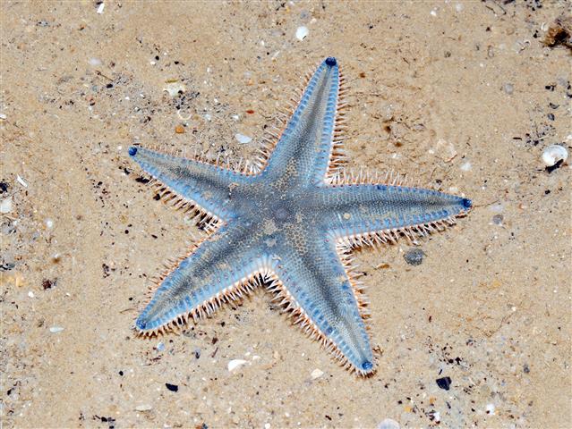God's wonderful creation: Seahorse at East Coast Park!