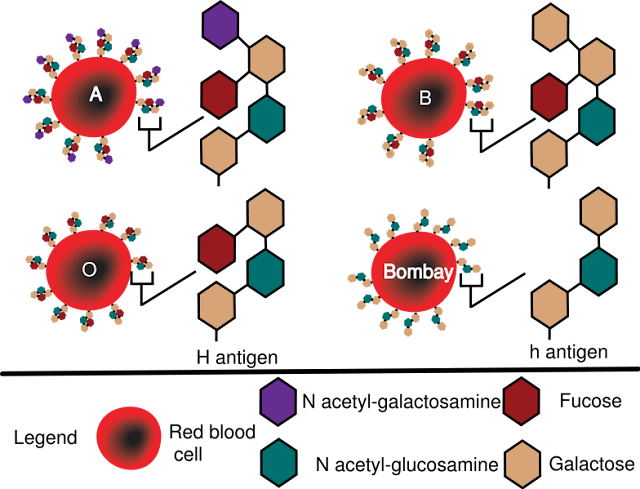 Ciencias de Joseleg: Ejemplo de epistasis, fenotipo Bombay.