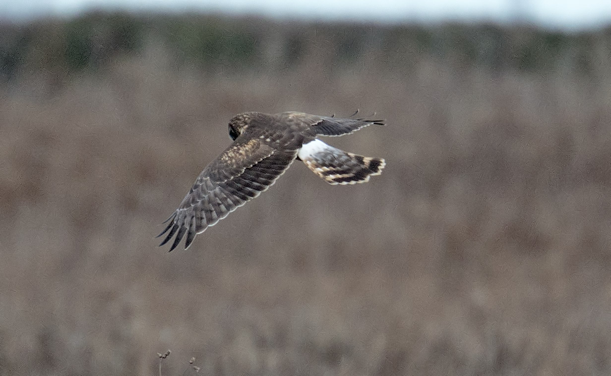 pewit: juvenile male Hen Harrier