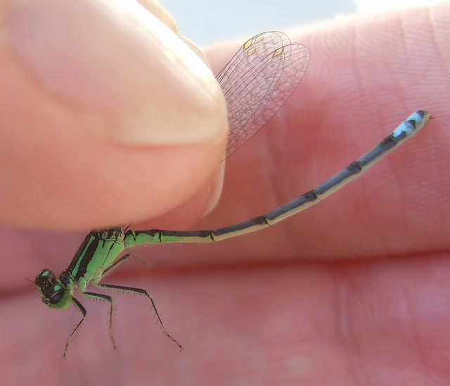 Urban Dragon Hunters: Another Andromorphic Female