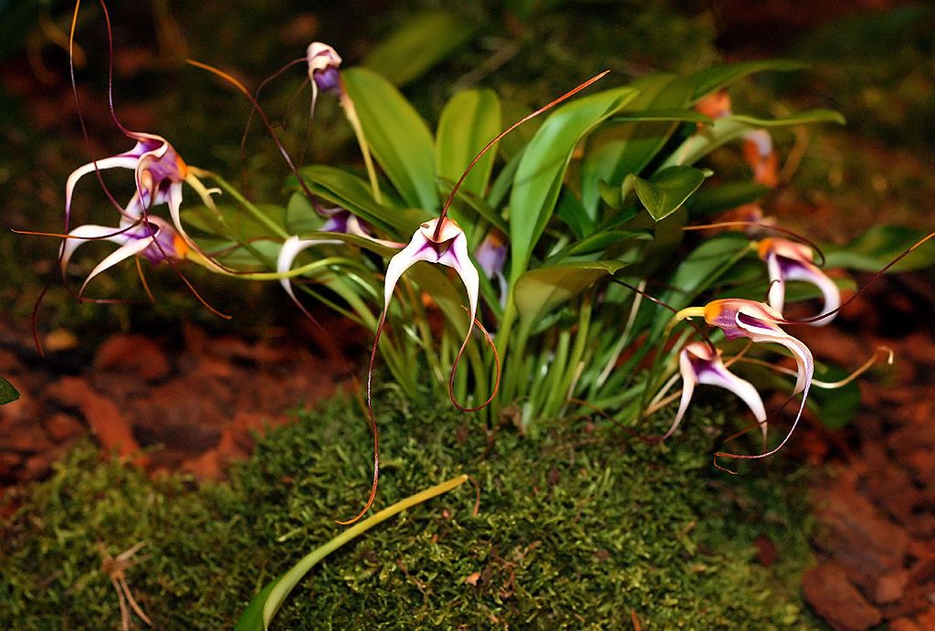 Masdevallia orchid care and culture | Travaldo's blog