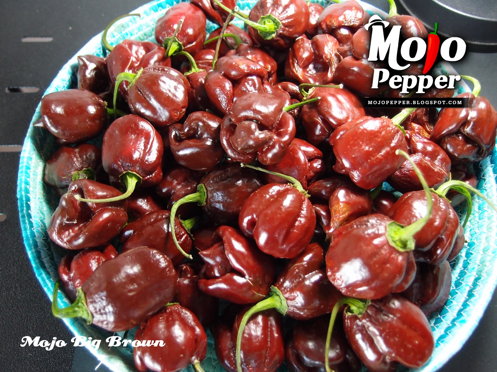 The Mojo Pepper - Just a Chili Pepper grower: Mojo Big Brown (Kathumby ...