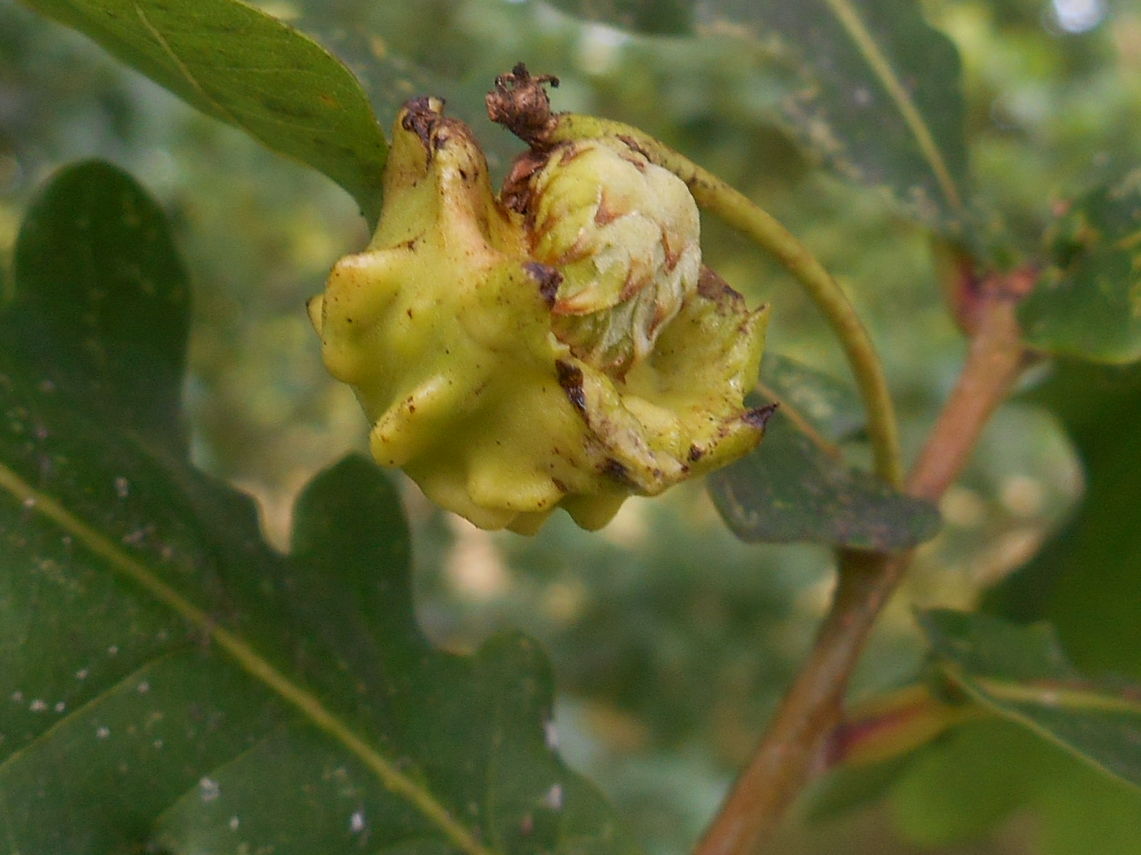 Tony's Blog: Dare I say, Kentle Wood?